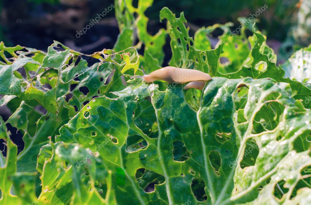 Hojas de col comidas por babosas, par sito estropea la cosecha 2024