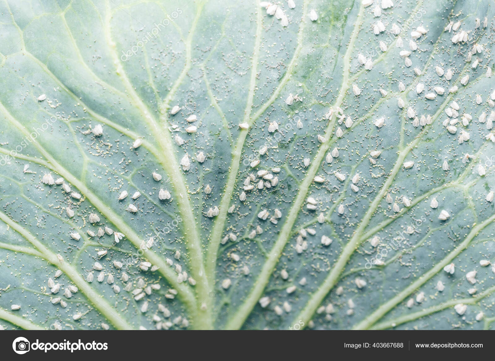 Whitefly Aleyrodes Proletella Agricultural Pest Cabbage Leaf — Stock ...