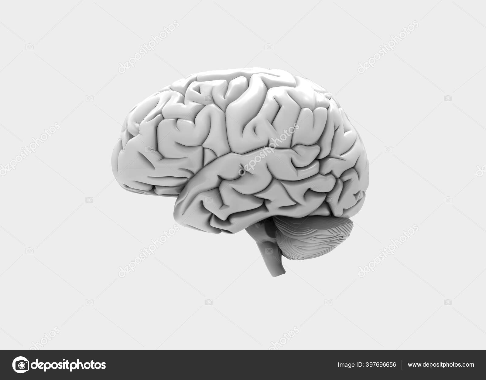 Real Brain Side View