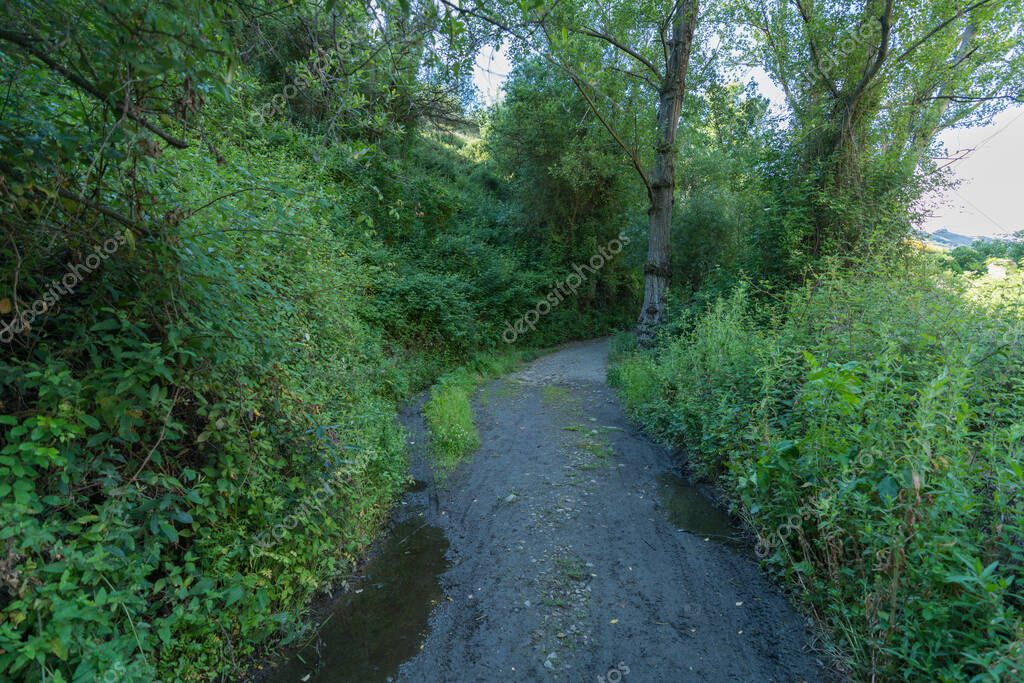camino de tierra entre arbustos y árboles, la tierra está húmeda y hay ...