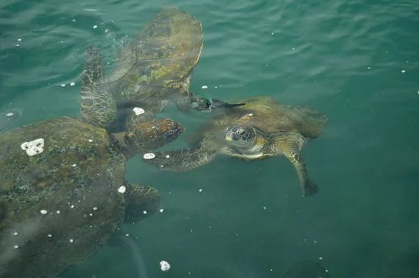 Sea turtle hunting Stock Photos, Royalty Free Sea turtle hunting Images ...