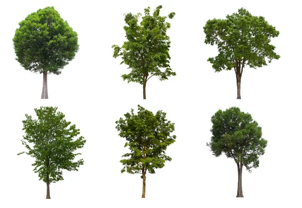 Arboles fotos de stock, imágenes de Arboles sin royalties | Depositphotos