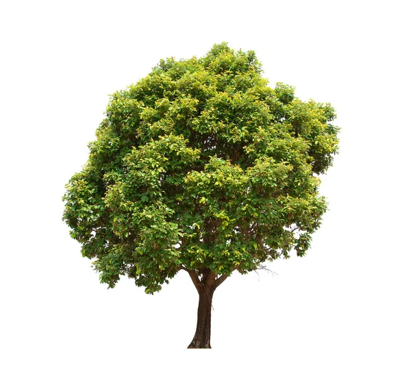 Australian tree Stock Photos, Royalty Free Australian tree Images ...