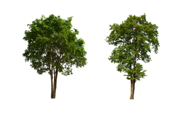 Tree legs Stock Photos, Royalty Free Tree legs Images | Depositphotos