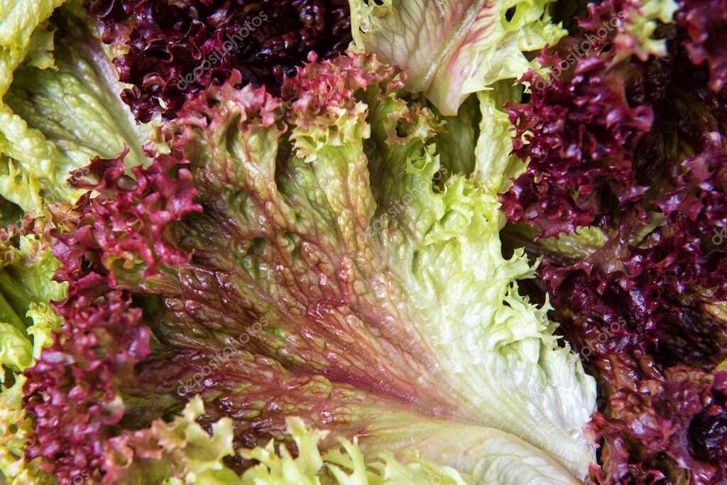 Lechuga de hoja roja, ensalada de lollo rosso, fondo de la naturaleza ...