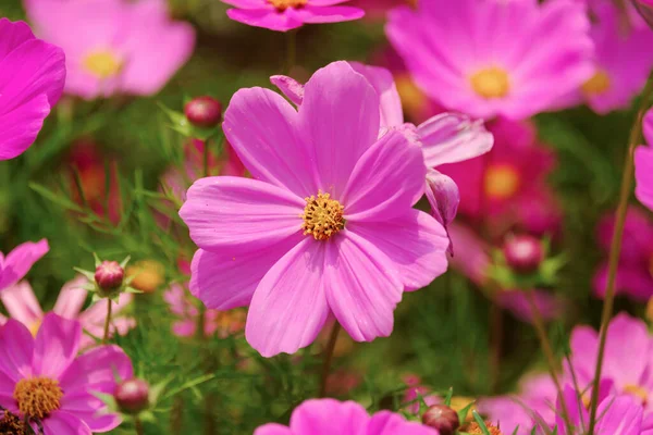 Cosmos flower Stock Photos, Royalty Free Cosmos flower Images | Depositphotos