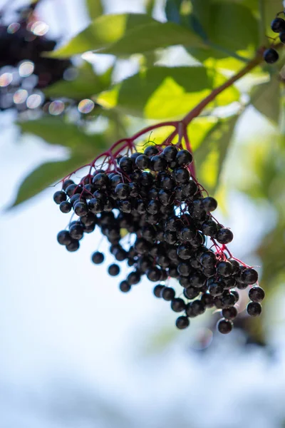 Bayas de "Sambucus Nigra" (saúco negro) - Racimo de frutas colgando de ...