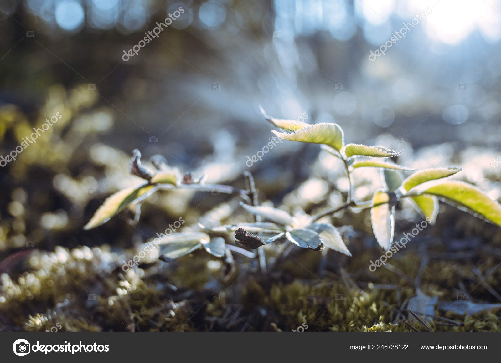 Close Plant Leaves Growing Forest Floor — Stock Photo © Steele #246738122