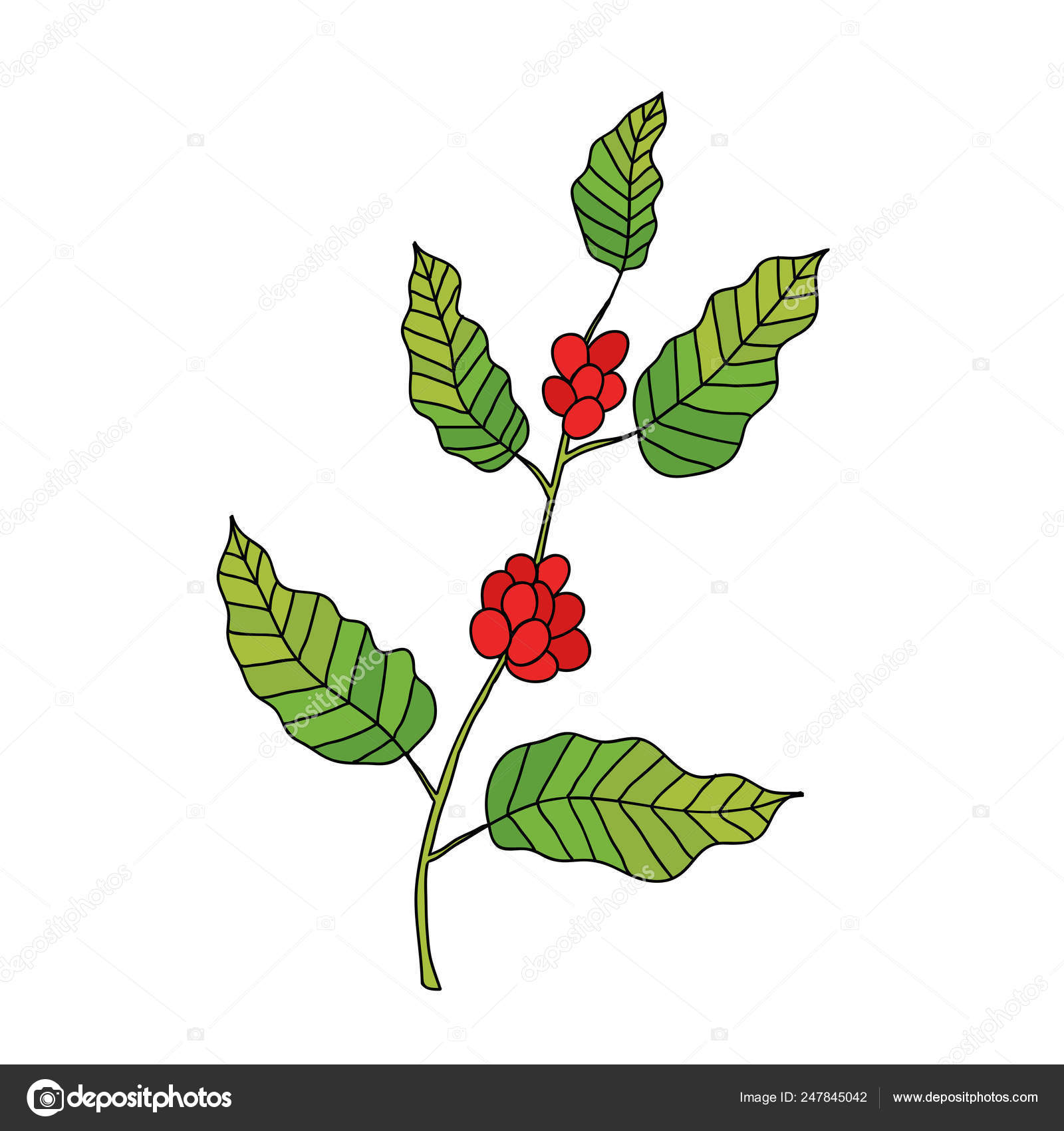 Coffee Tree Doodle Icon Stock Vector Image by ©pani_chernous #247845042