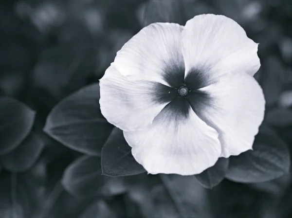 Black and white poppy Stock Photos, Royalty Free Black and white poppy ...