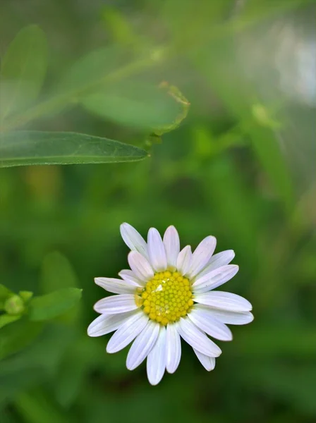 Small daisy flower Stock Photos, Royalty Free Small daisy flower Images ...