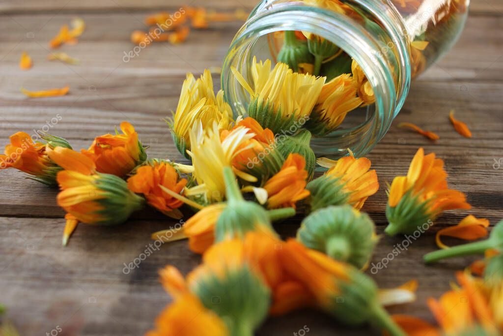 Flores de caléndula se vierten de un frasco de vidrio. Cosecha y ...