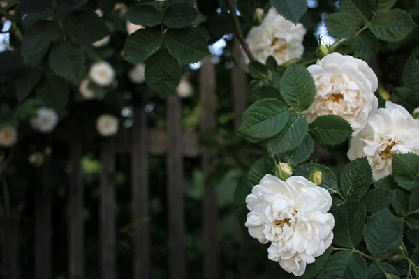 White rose bushes Stock Photos, Royalty Free White rose bushes Images ...