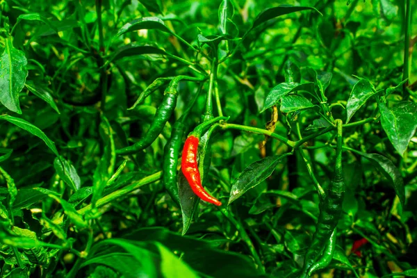 Chili field Stock Photos, Royalty Free Chili field Images | Depositphotos