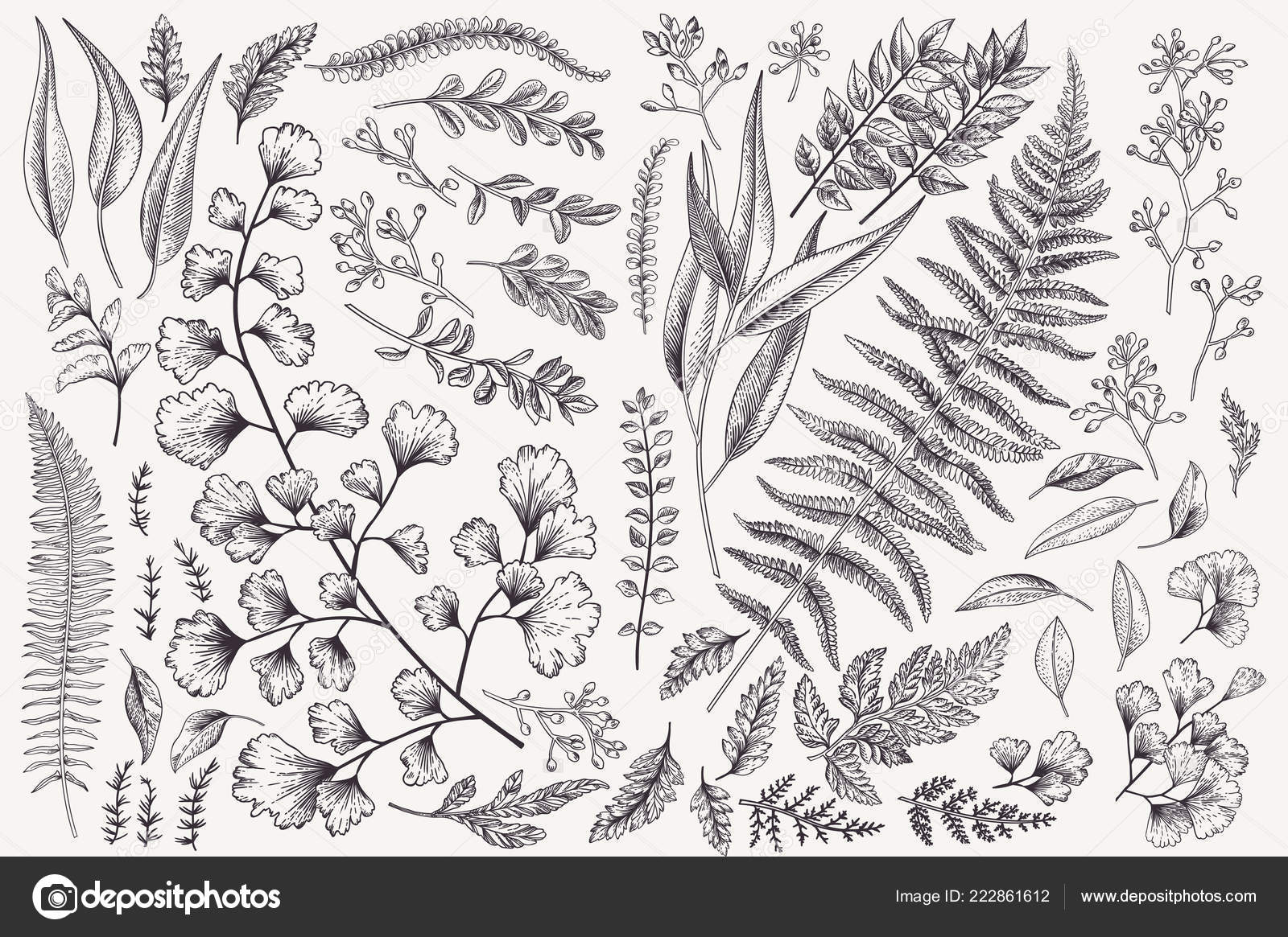 Fern Botanical Drawing