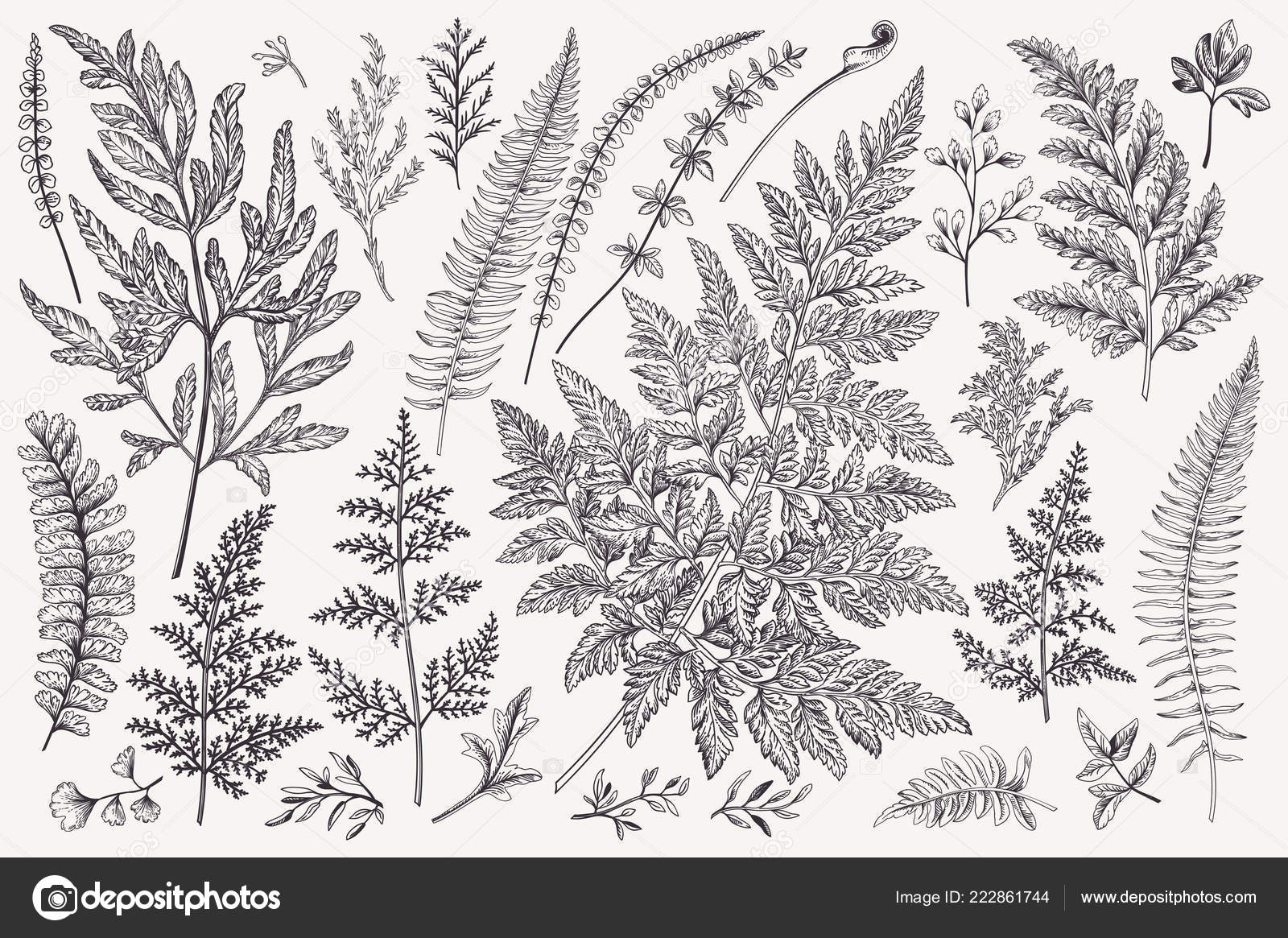 Set Leaves Ferns Vector Design Elements Black White Botanical Illustration Stock Vector Image by ...