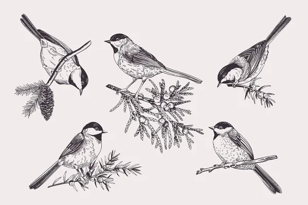 How To Draw A Chickadee