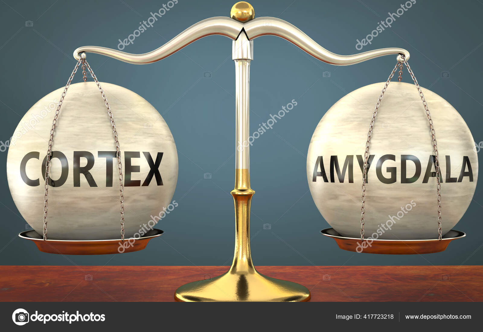 Cortex Amygdala Staying Balance Pictured Metal Scale Weights Labels ...
