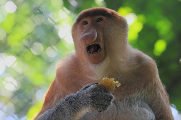 Weeping capuchin monkey Stock Photos, Royalty Free Weeping capuchin ...