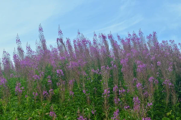 Ivan tea or ivan chaj blossoms against the blue sky. The medicinal ...