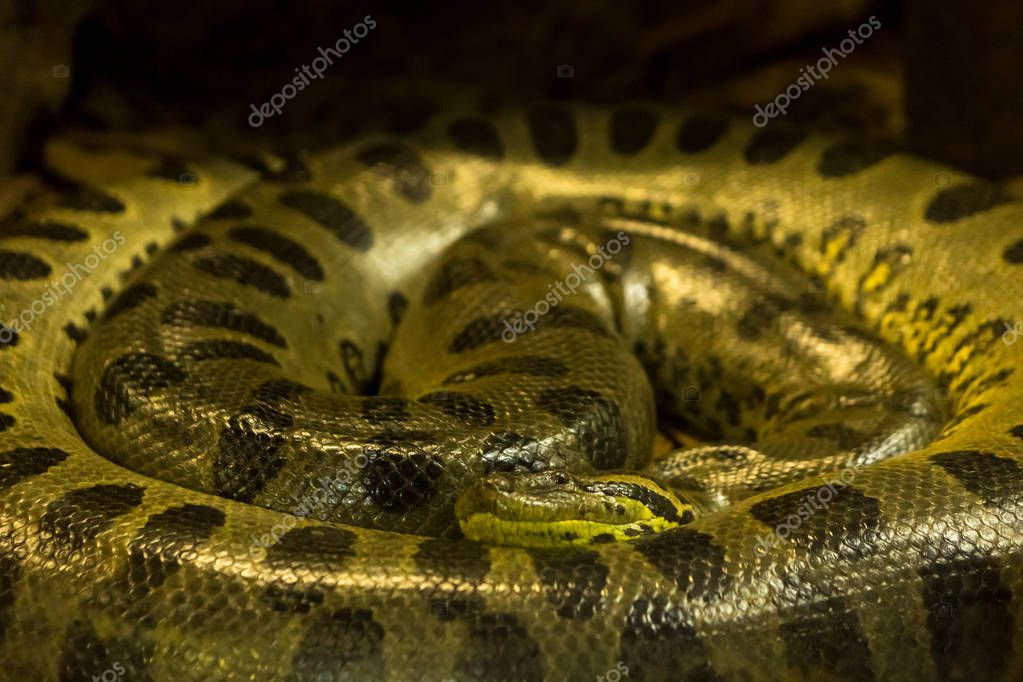 Anaconda verde, Eunectes murinus, serpiente sucuri. serpiente enorme y ...