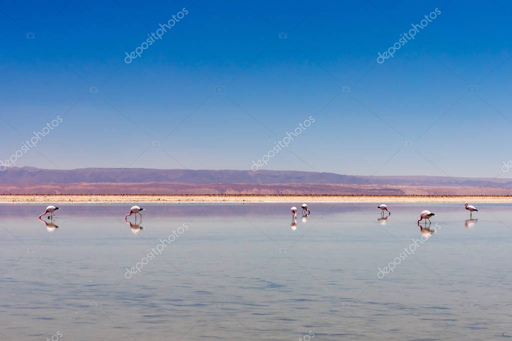 Laguna Chaxa, desierto de Atacama, Chile. América del Sur. 2022