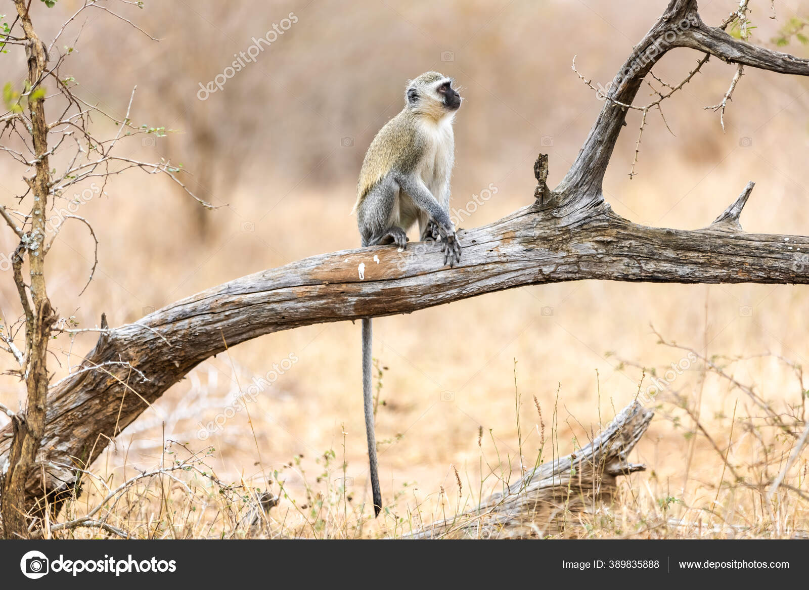 African Monkeys In Tree