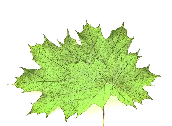Green maple leaf — Stock Photo © spopov #1391683 Green maple leaf — Stock Photo © spopov #1391683