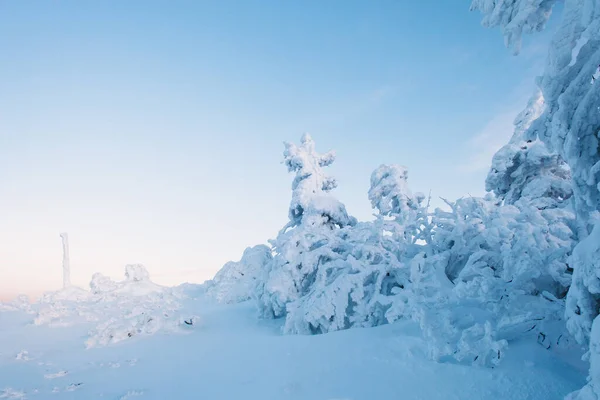 Views of the frozen forest with snow monster and mountains landscape at ...