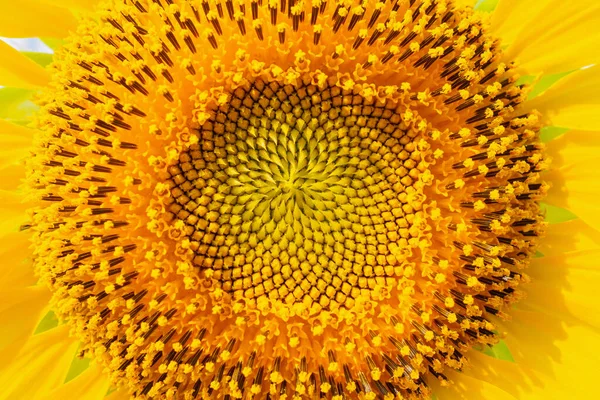 Sunflower collage Stock Photos, Royalty Free Sunflower collage Images ...