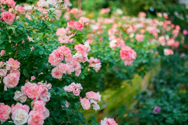 Rose gardens Stock Photos, Royalty Free Rose gardens Images | Depositphotos