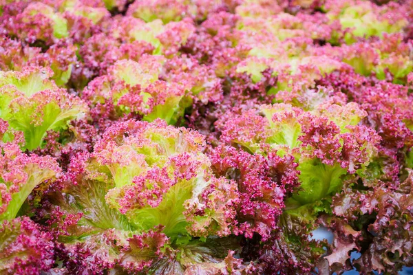 Fresh organic Lollo Rossa red leaves lettuce salad plant in hydroponics ...