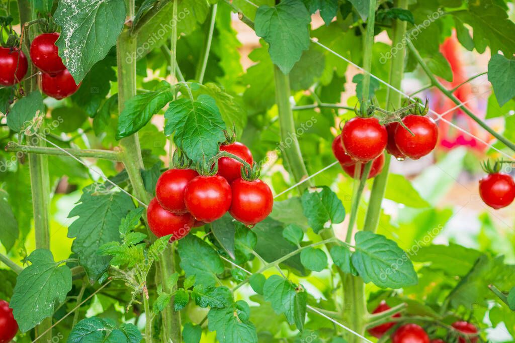 Crecimiento fresco de tomates rojos maduros en jardín orgánico de ...