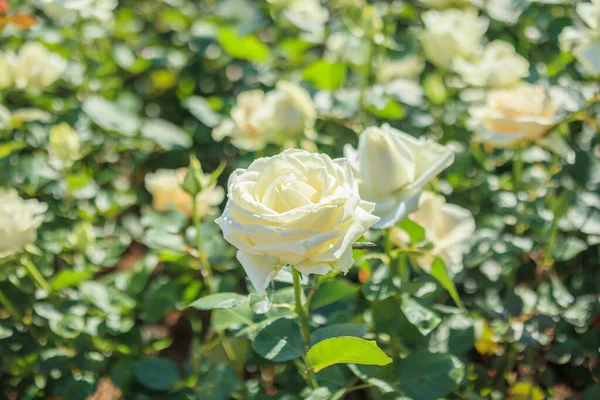 White rose bushes Stock Photos, Royalty Free White rose bushes Images ...