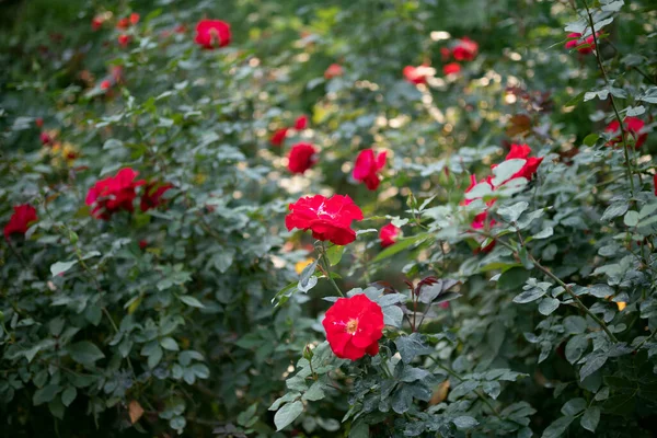 Wild roses Stock Photos, Royalty Free Wild roses Images | Depositphotos