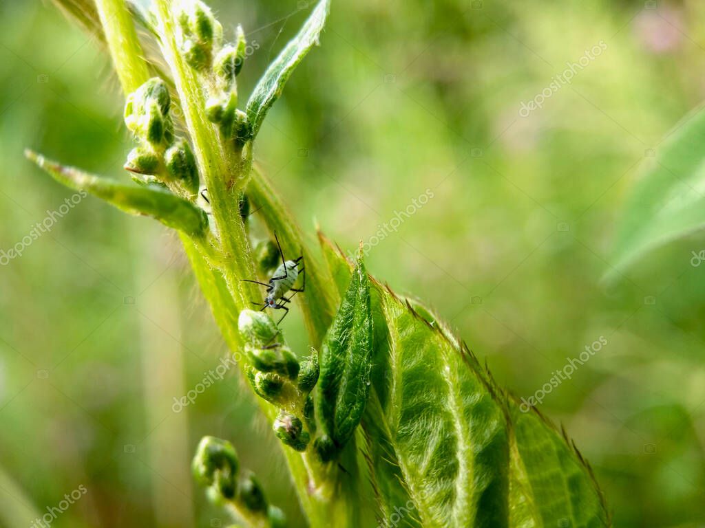 Un áfido en una planta, macro. Un insecto áfido sentado en una planta ... Un áfido en una planta, macro. Un insecto áfido sentado en una planta ...