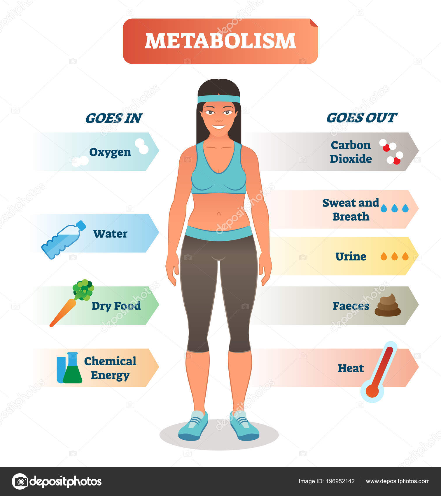 Metabolism Of Food In The Body