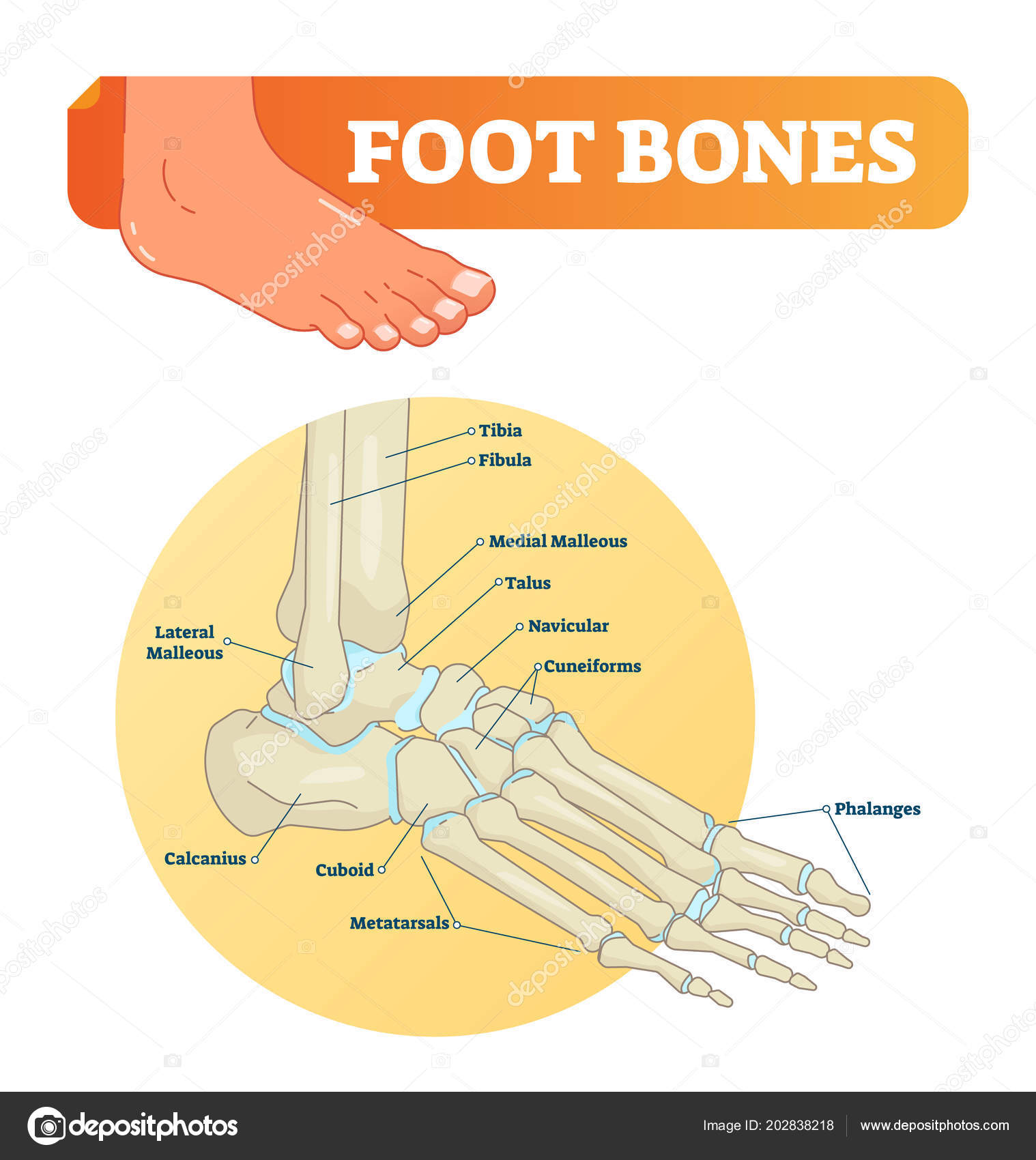 Tibia And Fibula Diagram Labeled