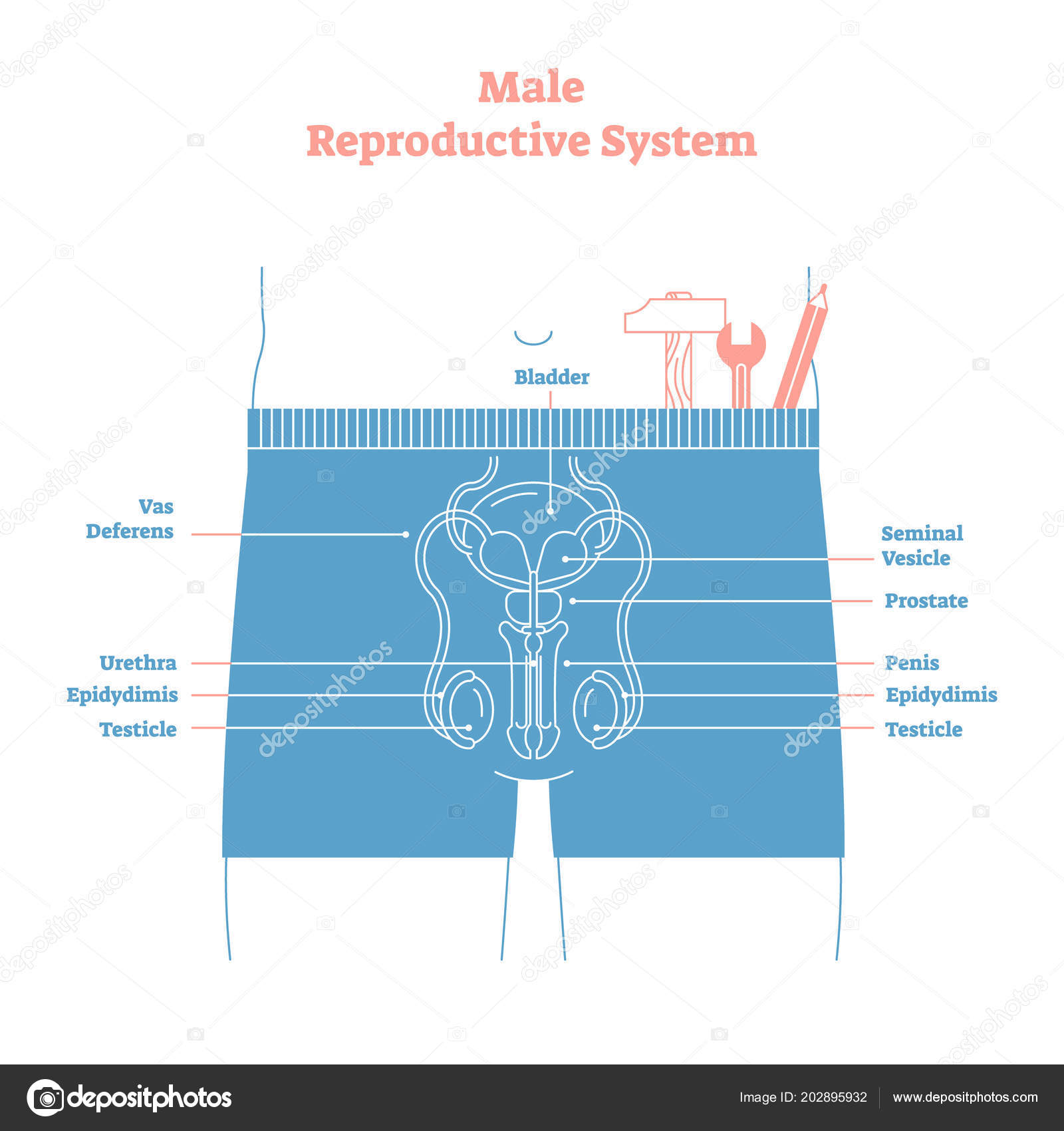 Artistic Style Male Reproductive System Vector Stock Vector Royalty