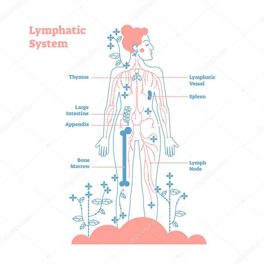 Sistema linf tico art stico vector anat mico ilustraci n diagrama cartel, esquema m dico ...