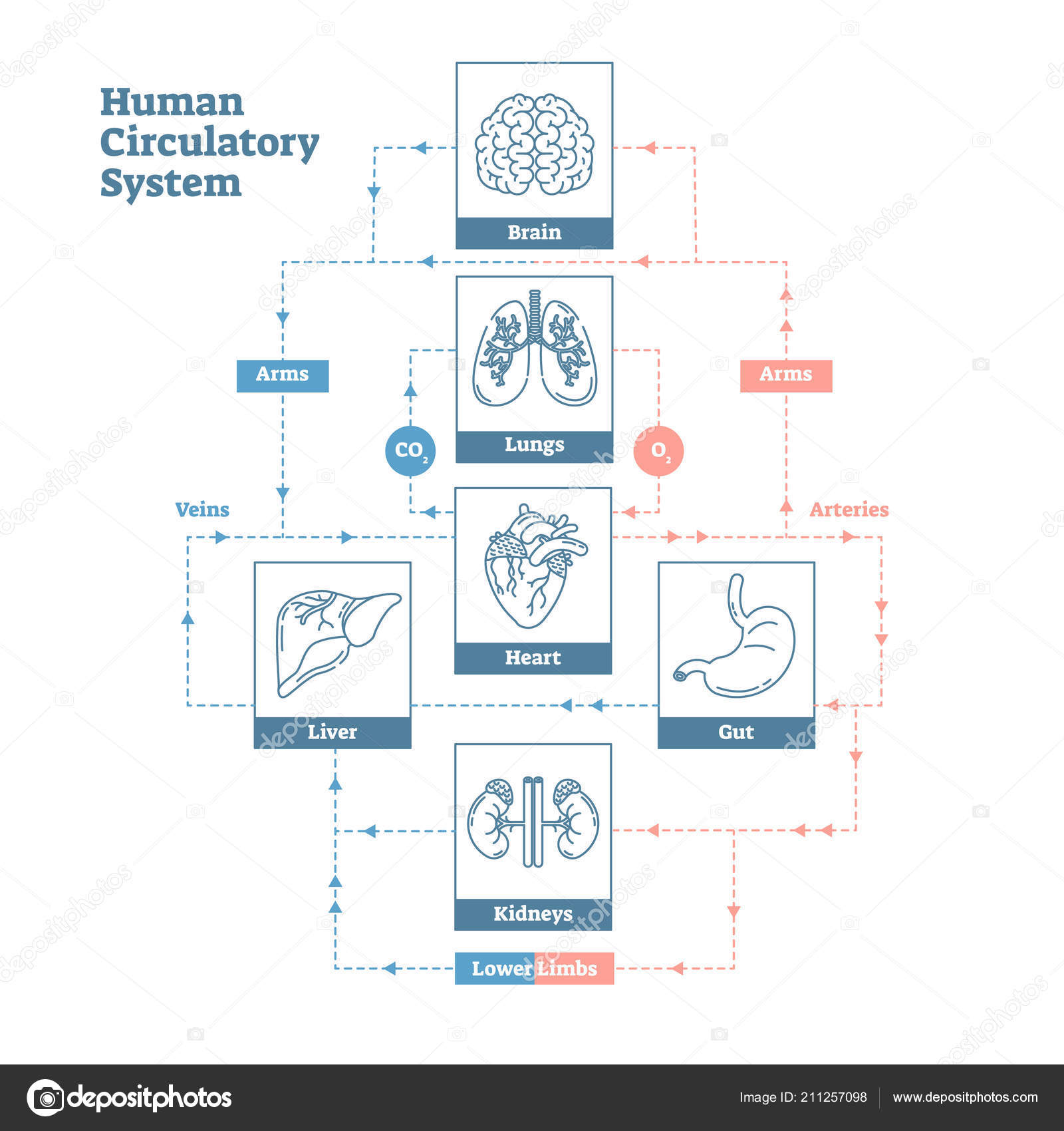 Mänskliga cirkulationssystemet vektor illustration diagram affisch ...