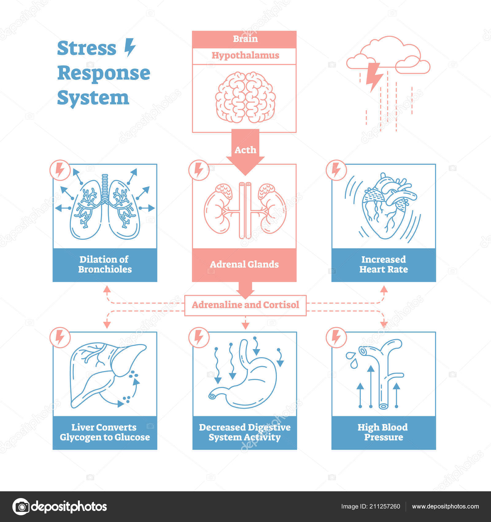 Stress response biological system vector illustration diagram ...
