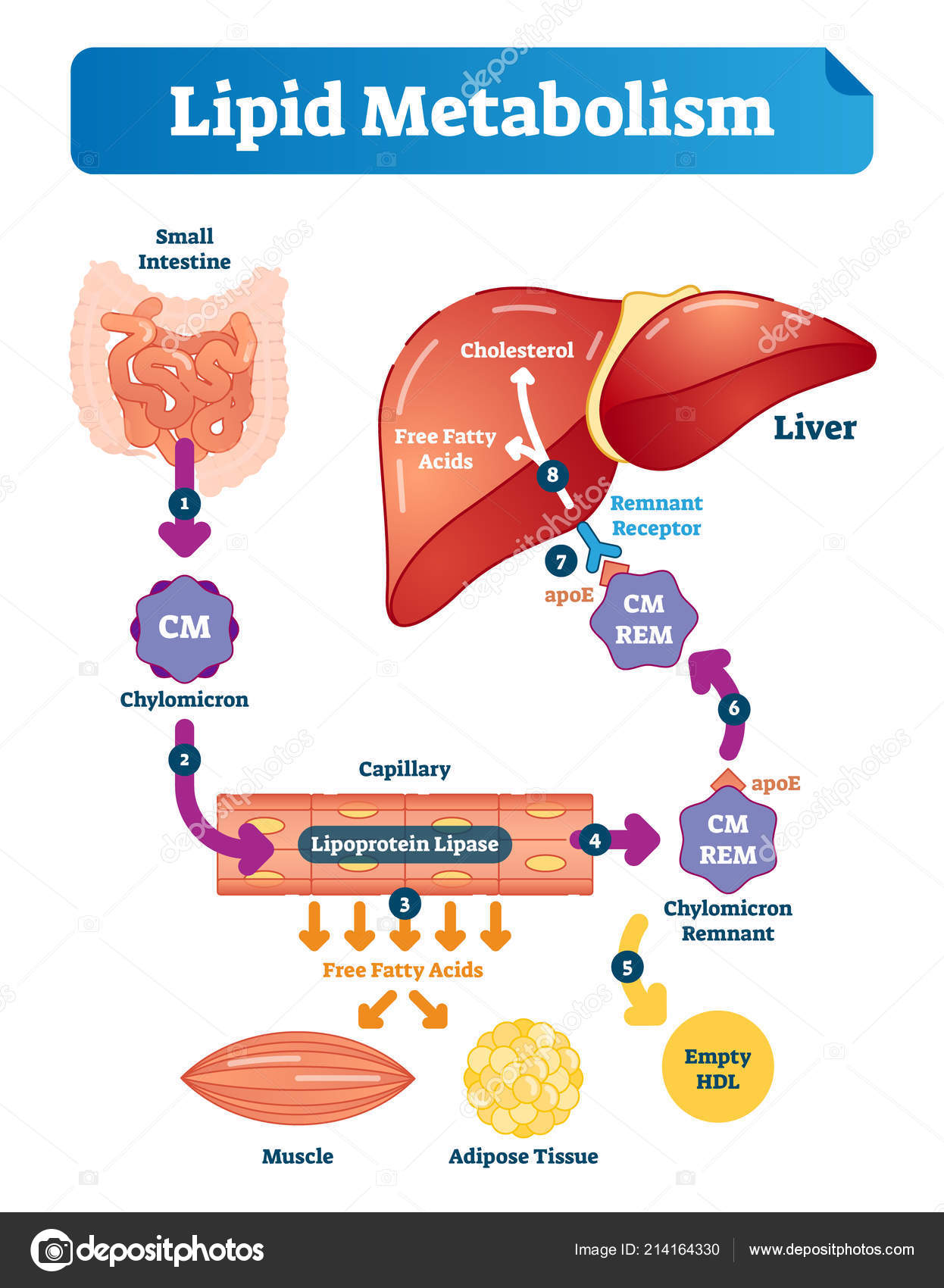 Vektor metabolisme lipid menggambarkan infografis. Skema medis berlabel ...