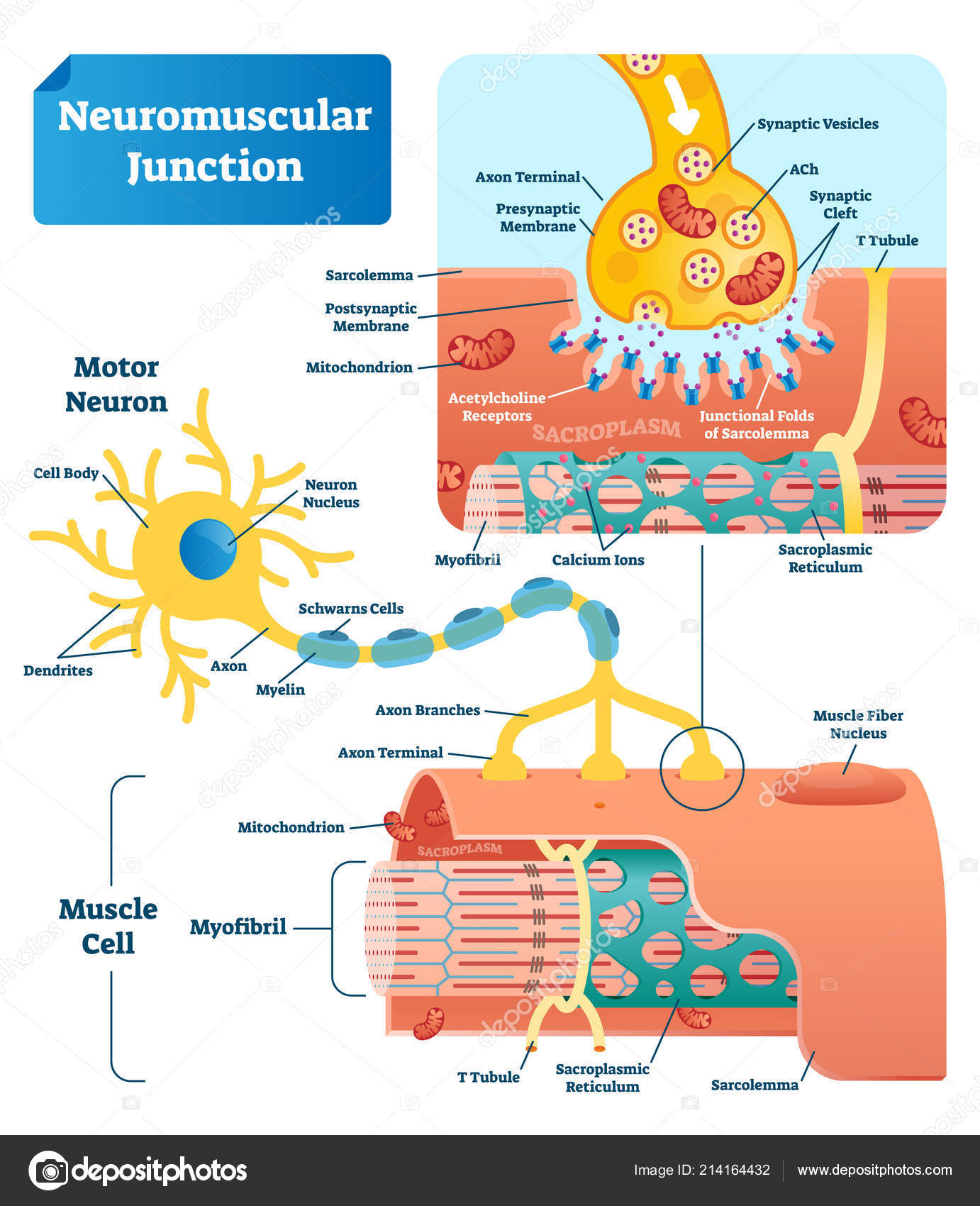 Esquema de ilustración de vectores de unión neuromuscular. Infografía ...