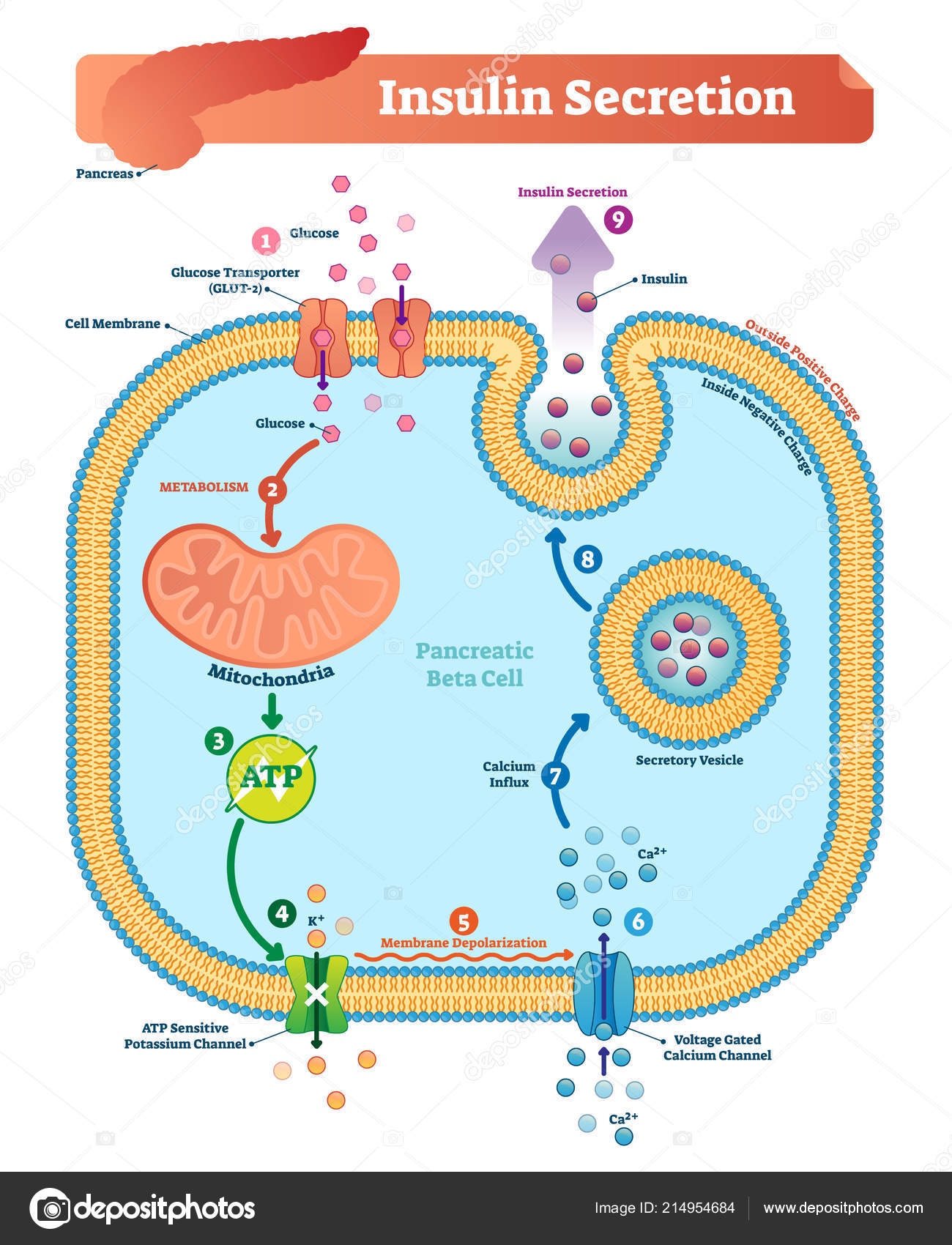 Insulin secretion vector illustration. Biological pancreas function ...
