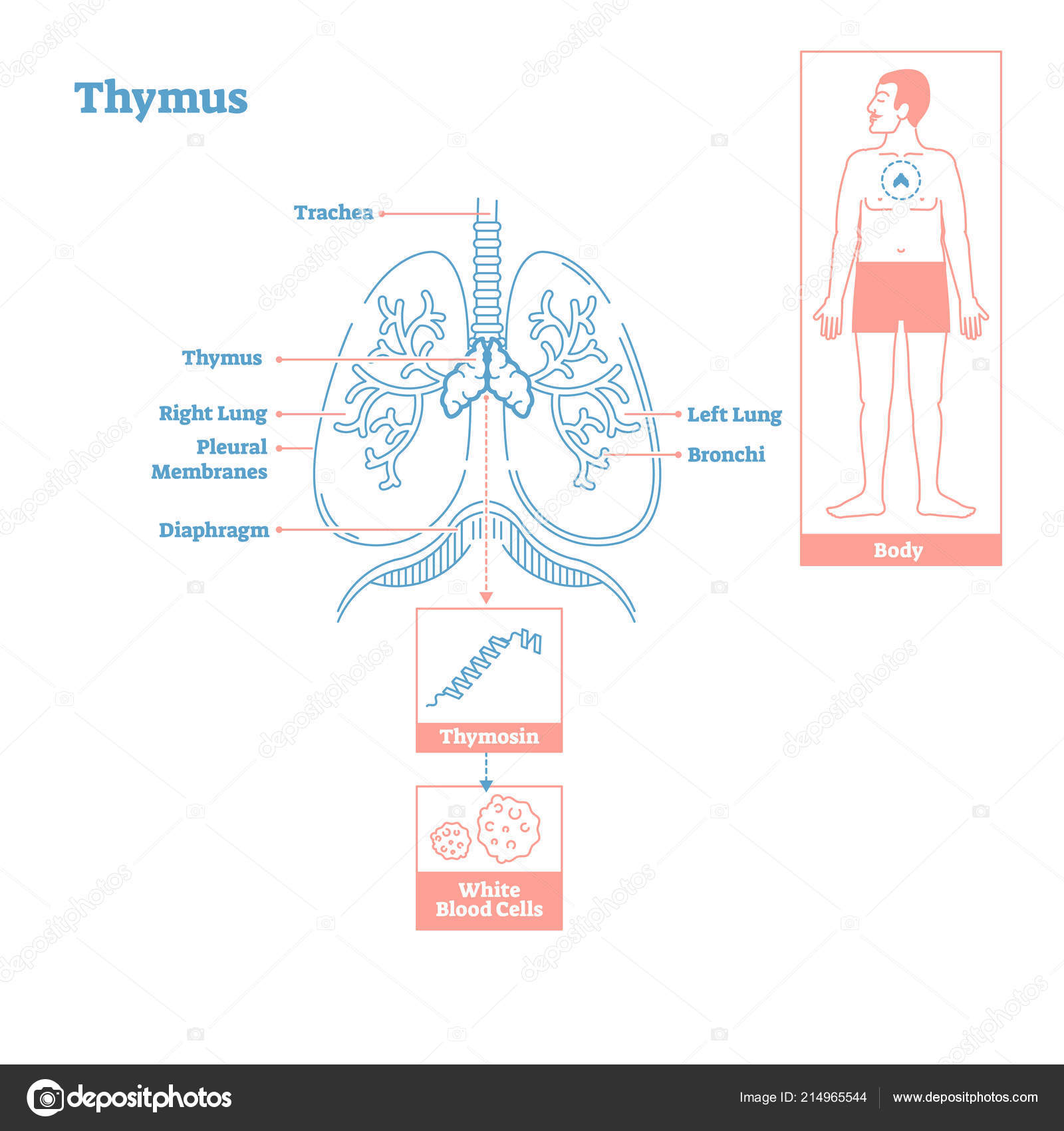 Thymus Structure