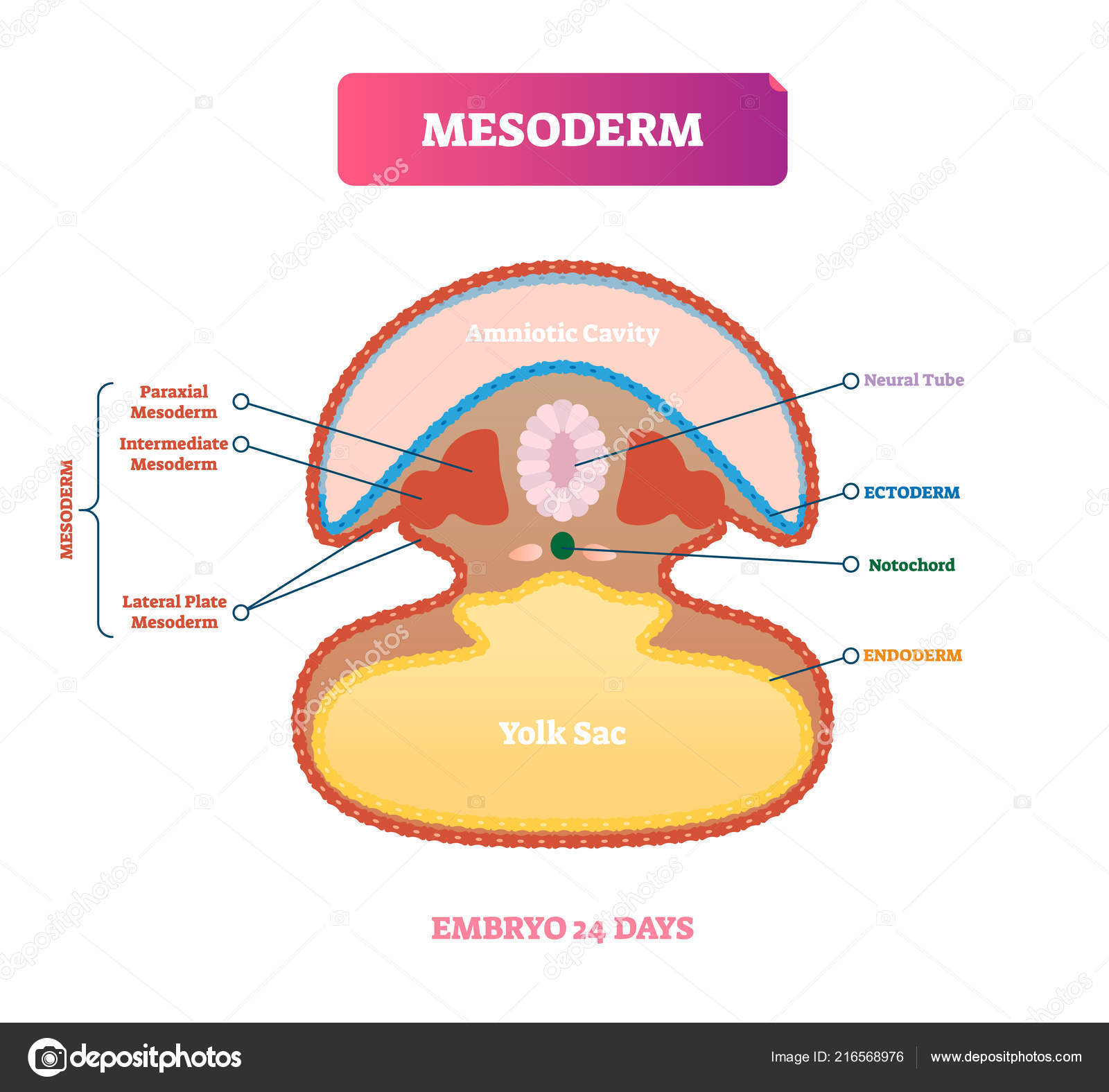 Ilustración vectorial de Mesodermo. Diagrama médico etiquetado con ...