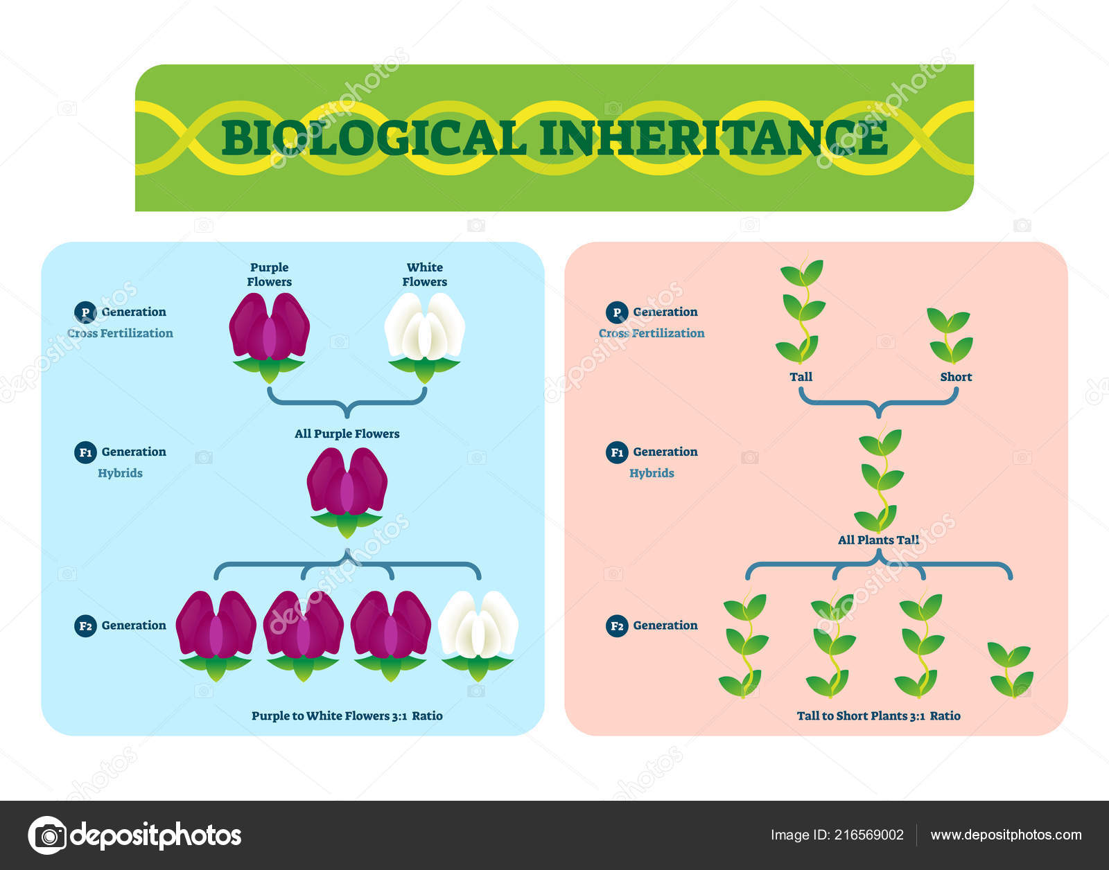 Biological inheritance plants vector illustration. Diagram with ...