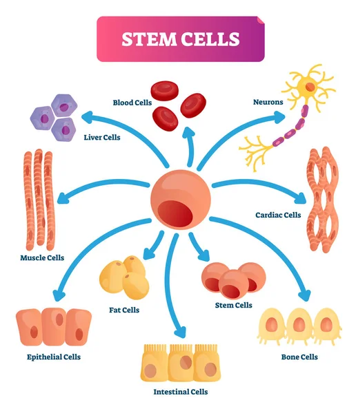 Celtheorie Diagram Celcyclus | Biologielessen.nl