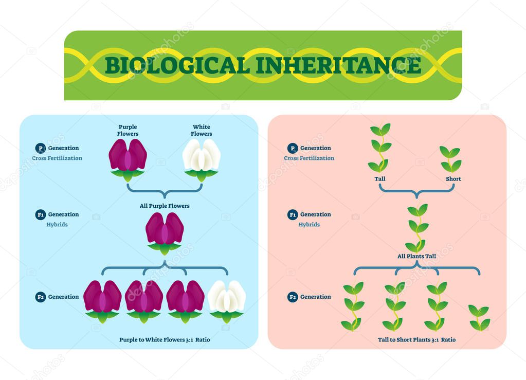 Herencia Biológica Plantas Vector Ilustración Diagrama Con Ejemplos 2023